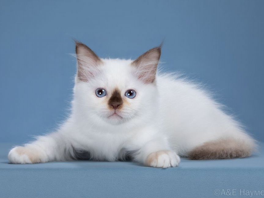 Священная Бирма кошечка