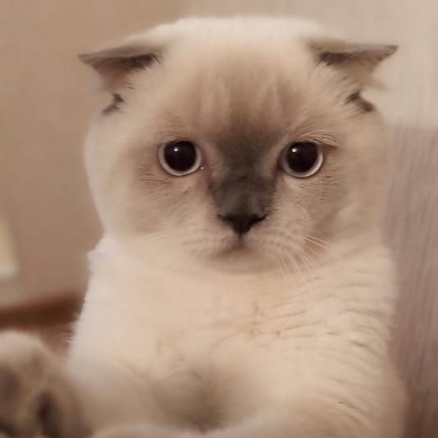Отдам кота в хорошие добрые руки