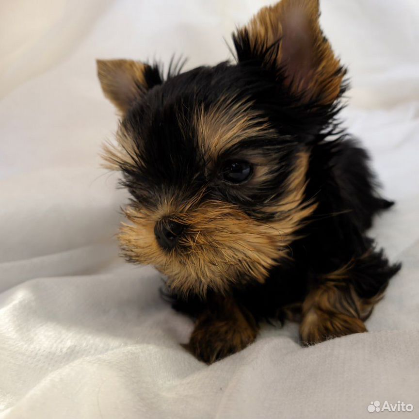 Йоркширский терьер щенки
