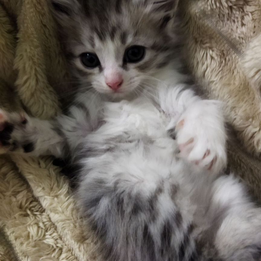 Котёнок в добрые руки