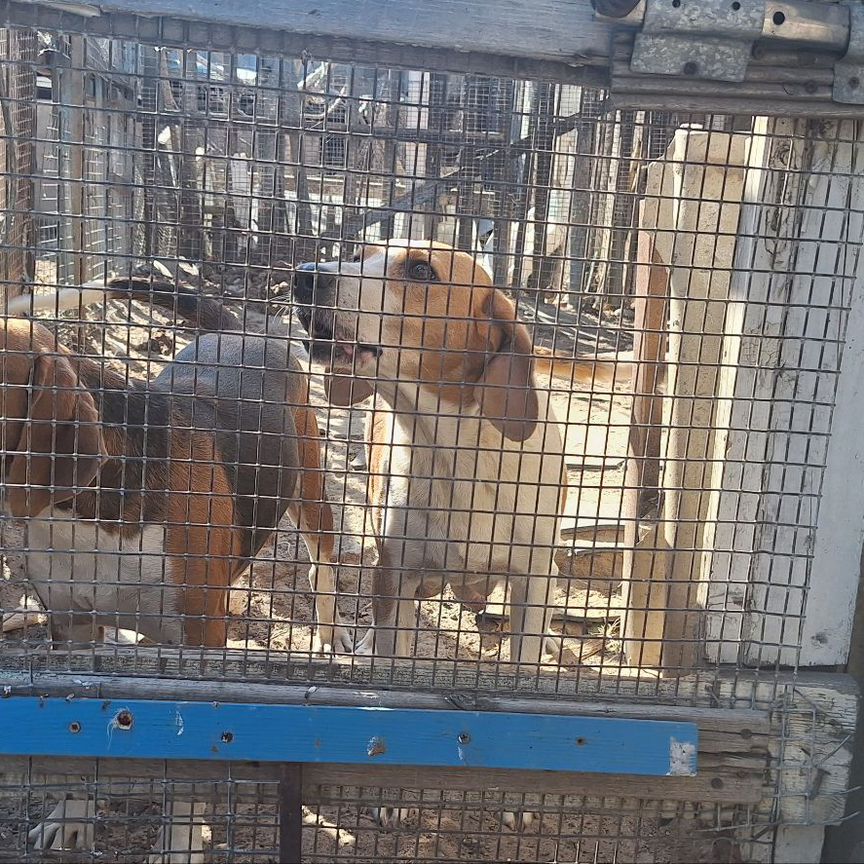 Щенки эстонские гончие