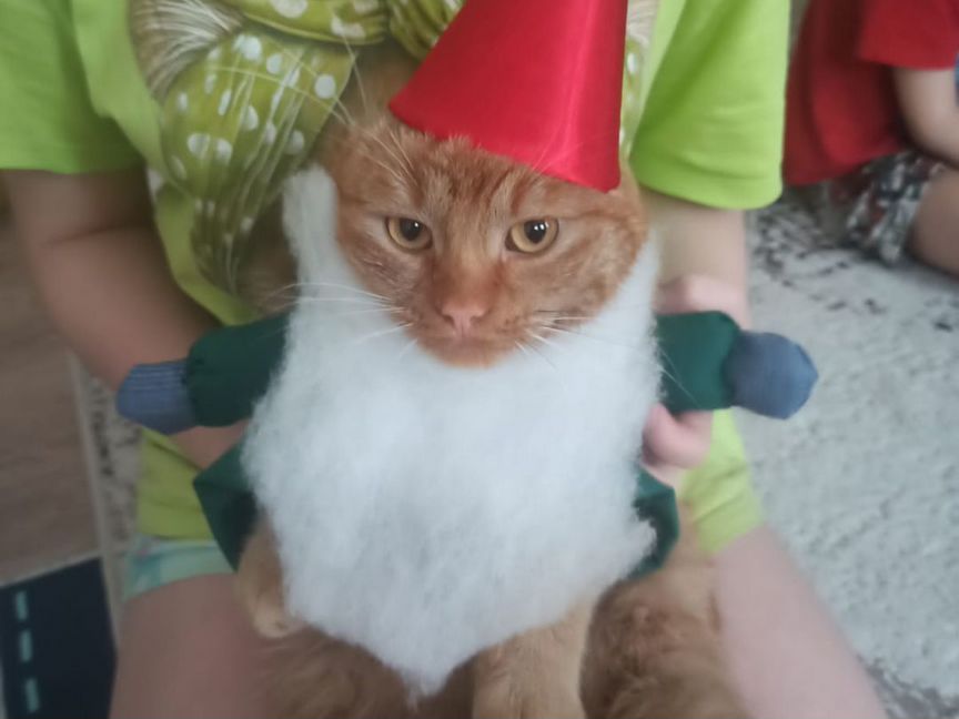 Шотландский кот на вязку