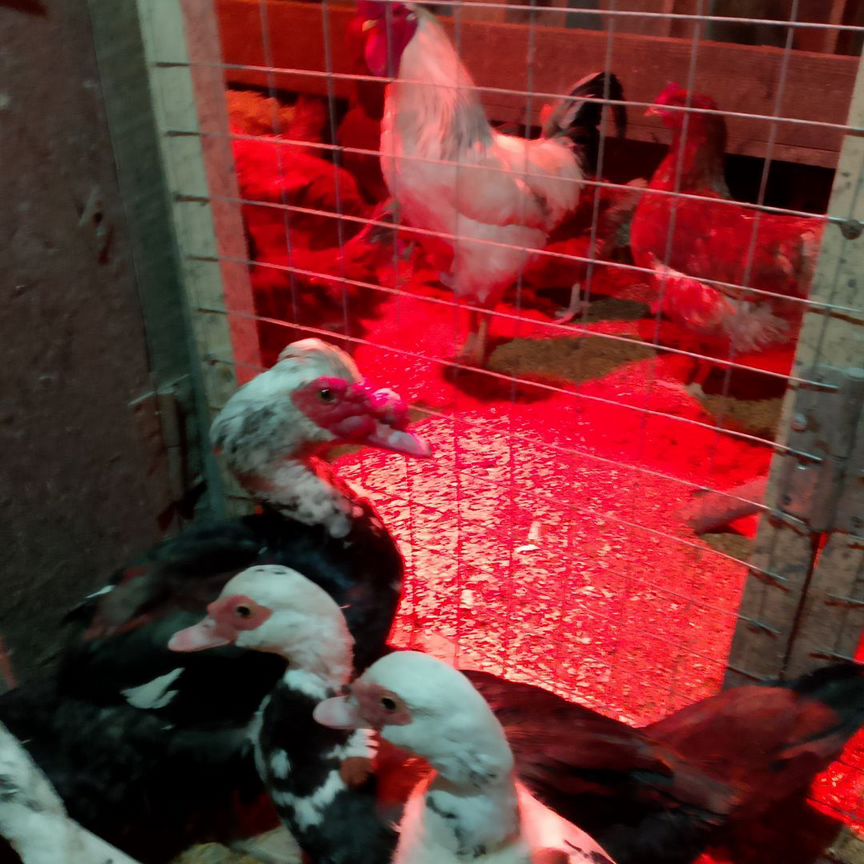 Селезень индо утки