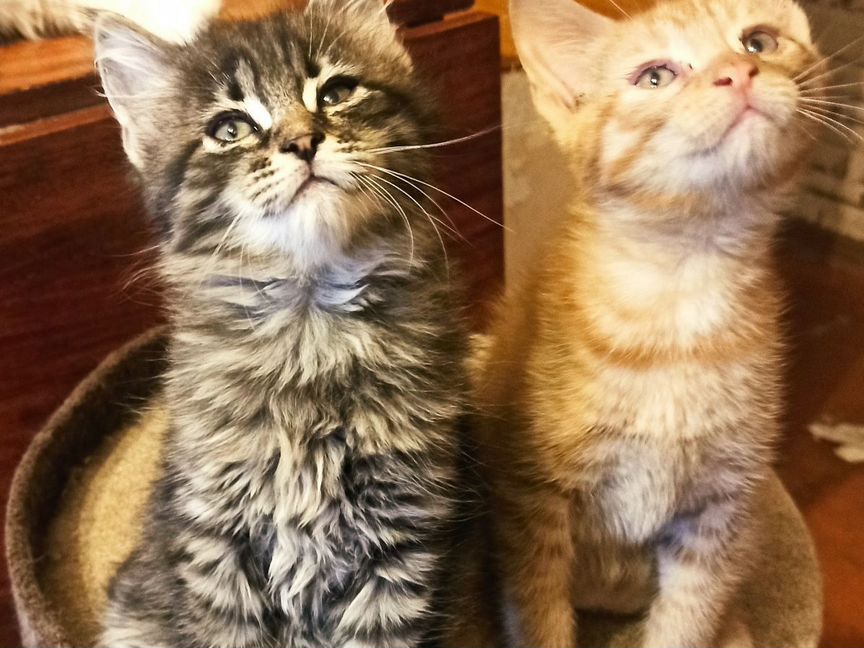 Котята мейн-кун в добрые руки
