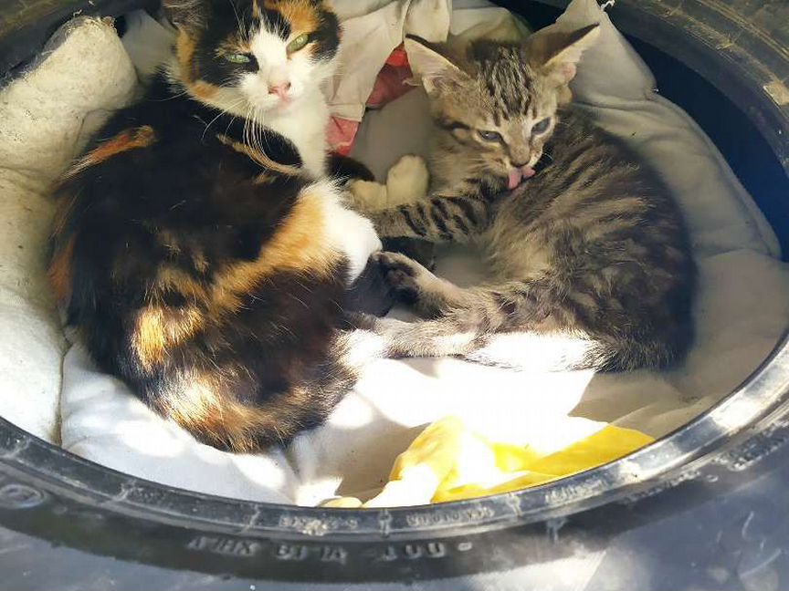 Кошка