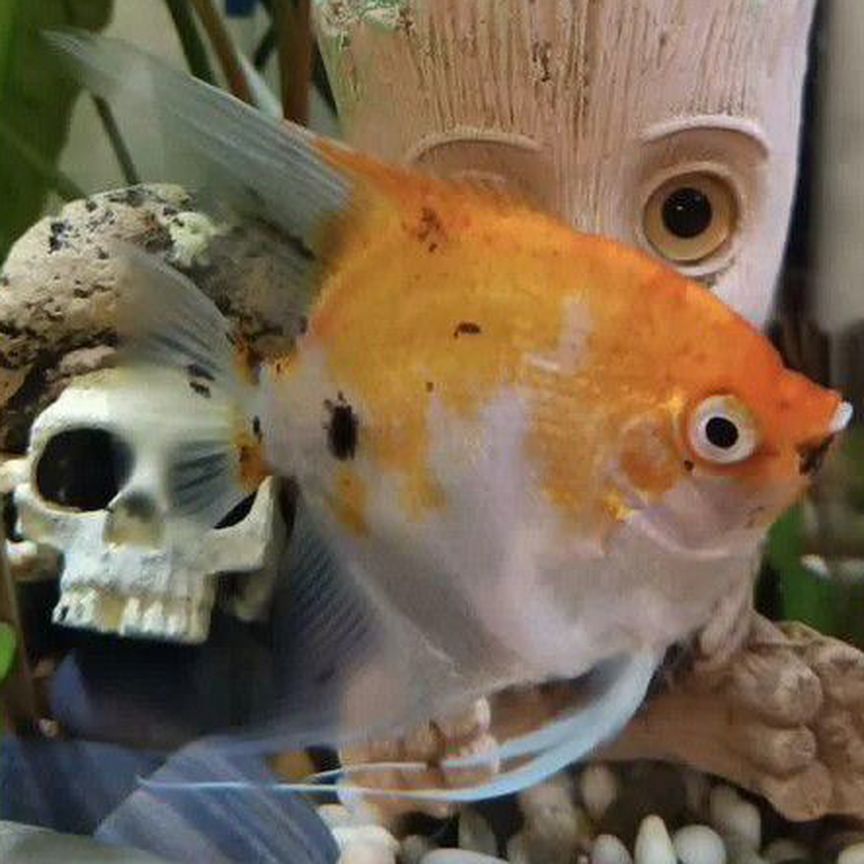 Скалярия золотой мрамор