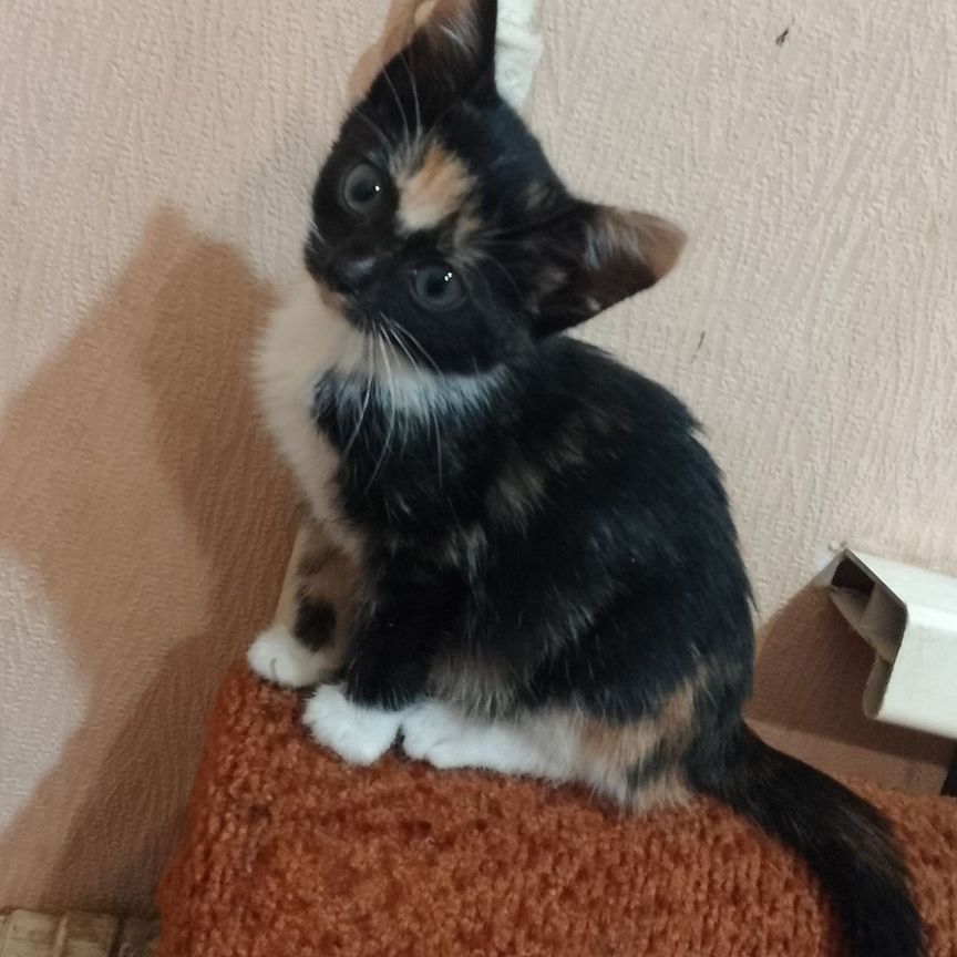 Отдам бесплатно котенка (кошка) 3-4 месяца