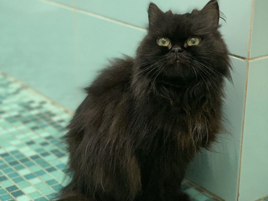 Персидская кошка 7 лет