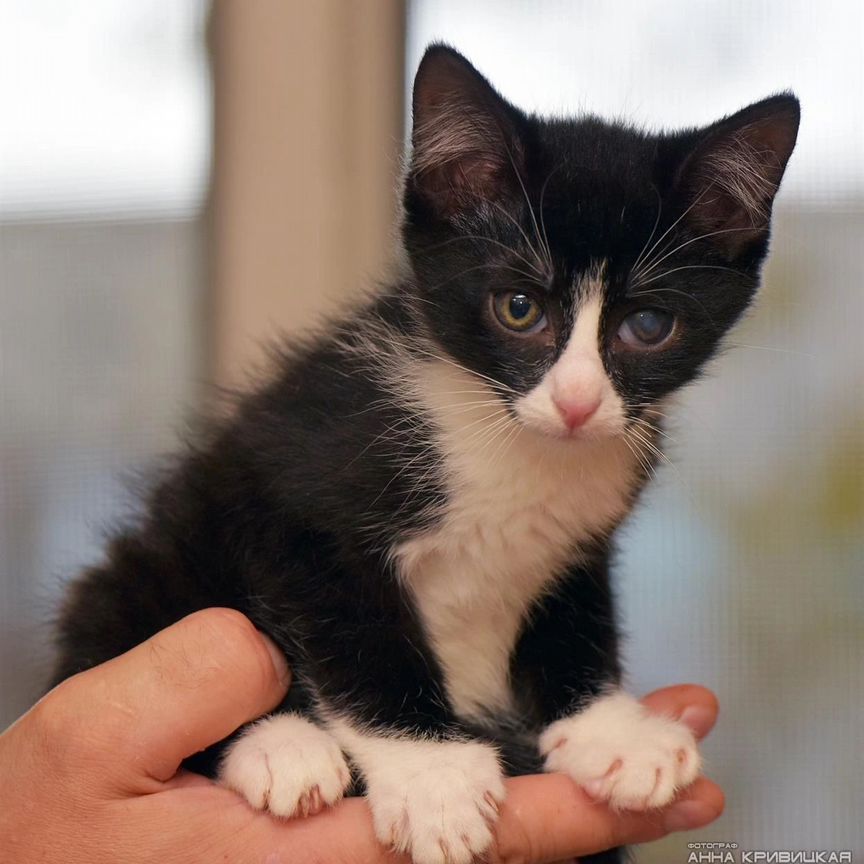 Котенок мальчик