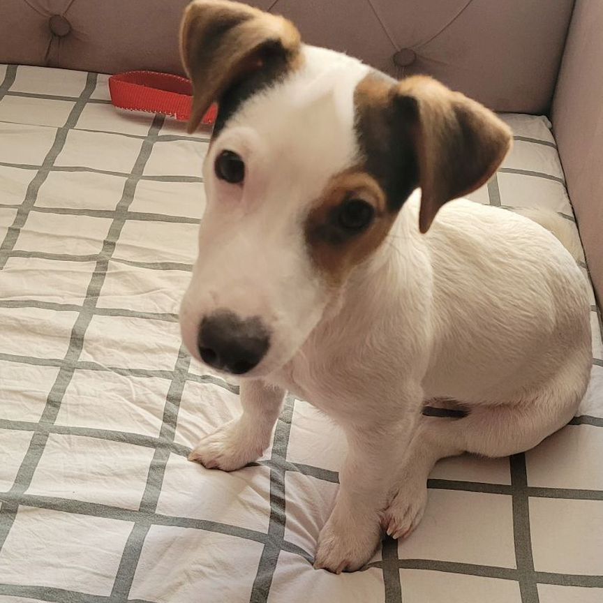 Джек-рассел-терьер, щенок