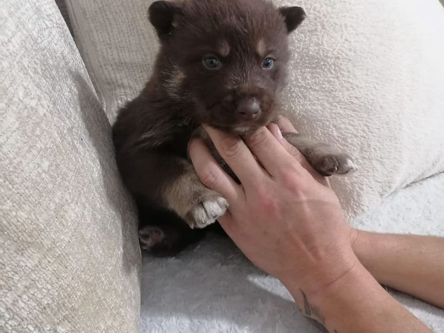 Отдам щенков в добрые руки бесплатно