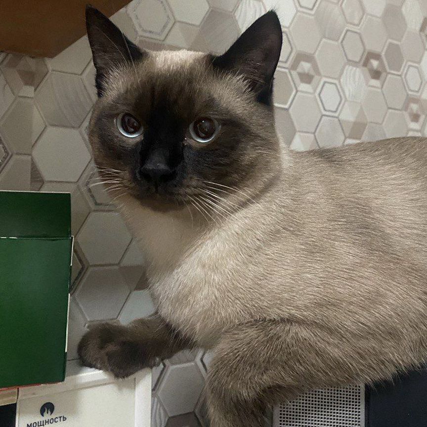 Сиамский, взрослый кот