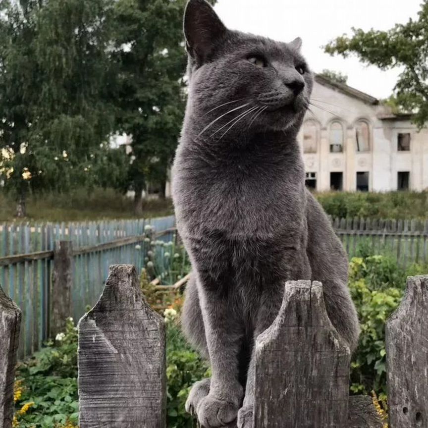 Отдаем кота в добрые руки
