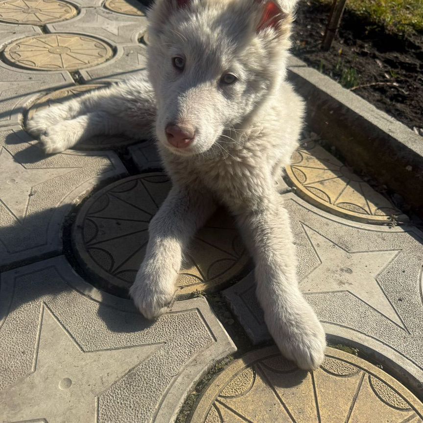 Белоснежный щенок в дар