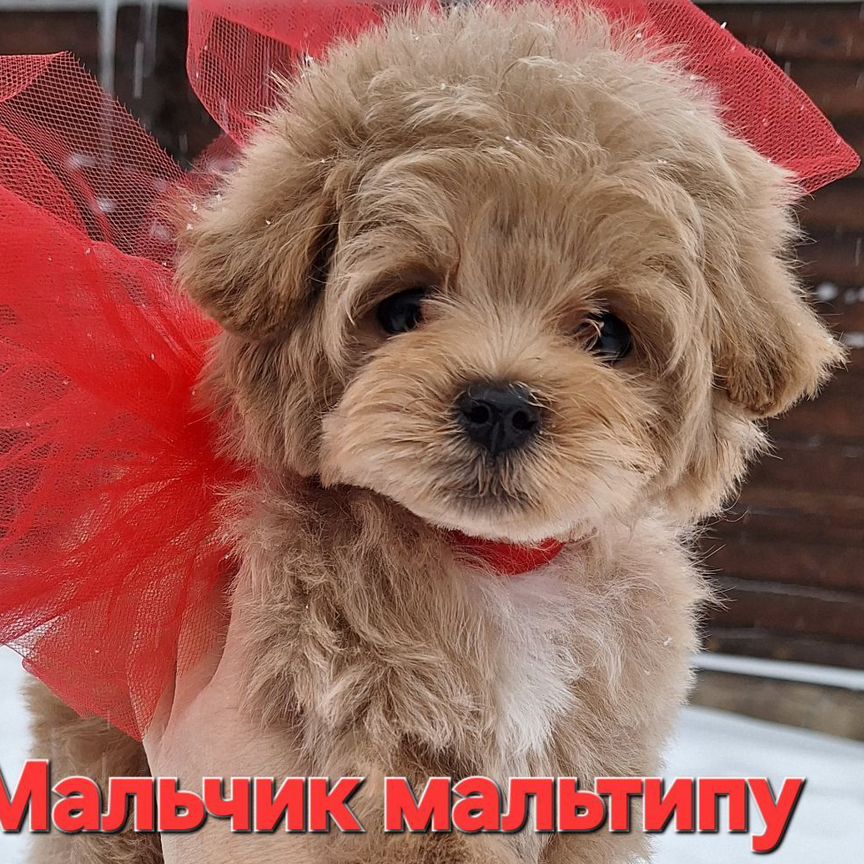 Мальтипу, щенок