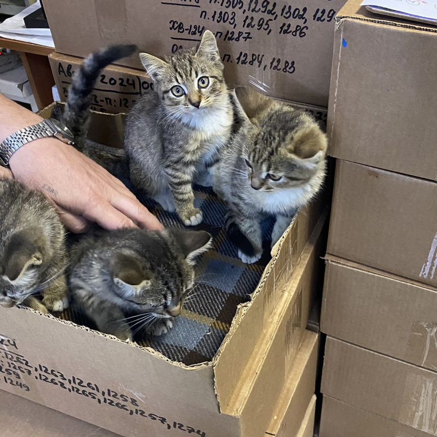 Котята в добрые руки