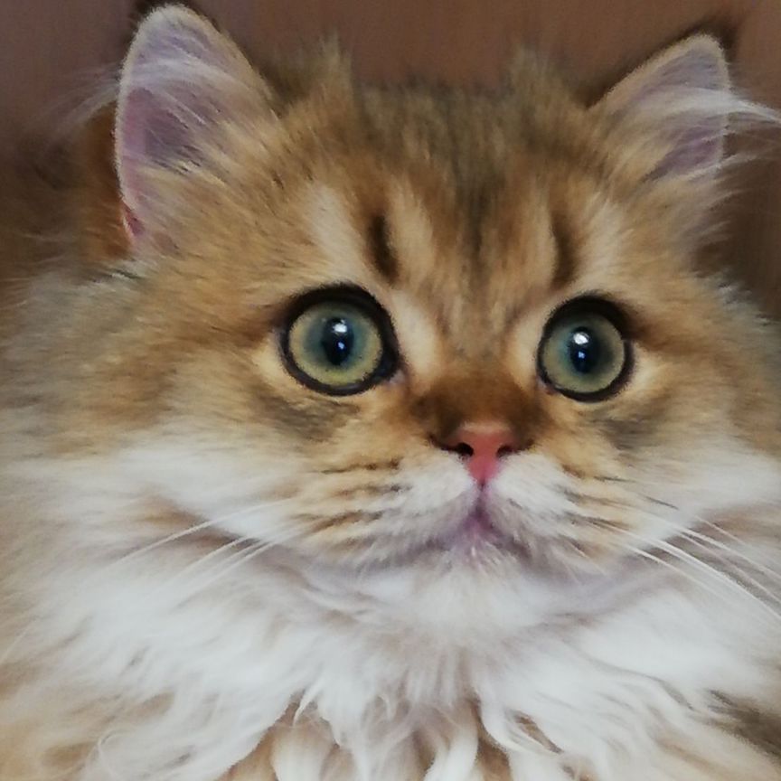 Британские котята золотая шиншилла
