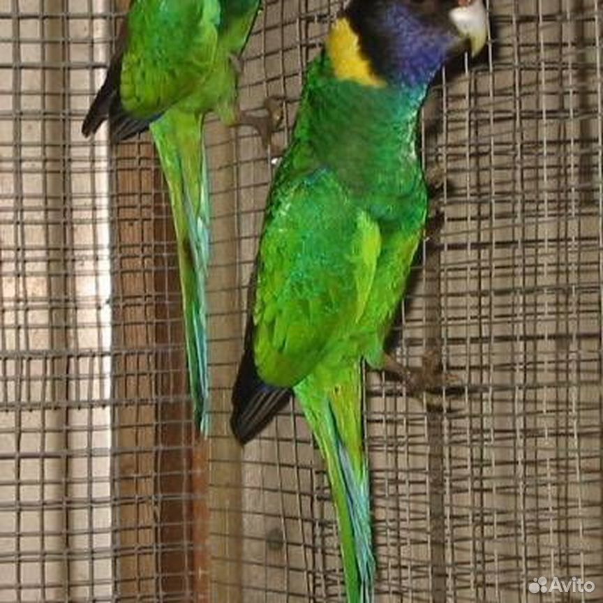 Попугаи Бернарда