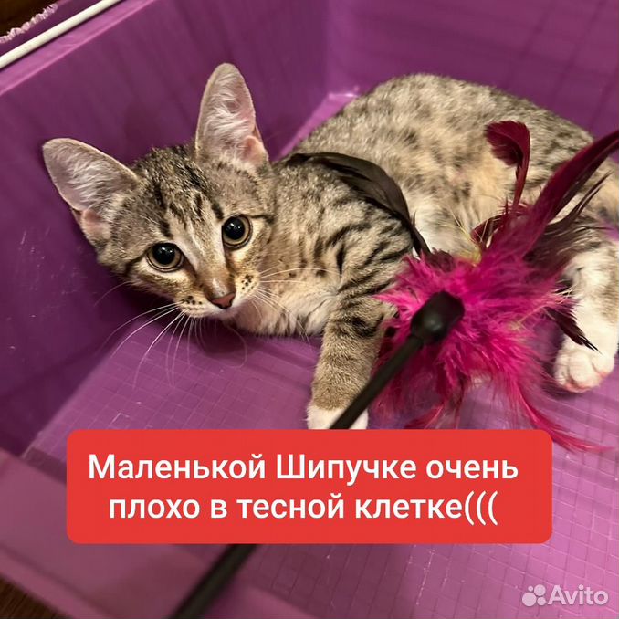 Малышка Шипучка живёт в тесной клетке без общения