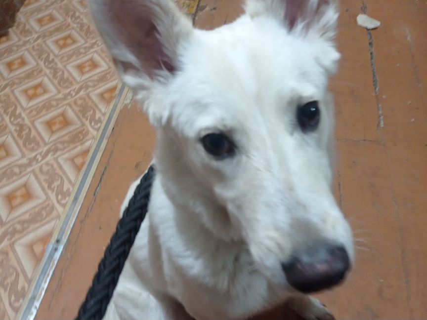 Швейцарская овчарка