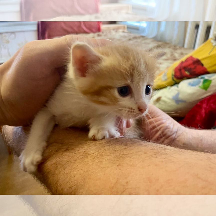 Котёнок в добрые руки