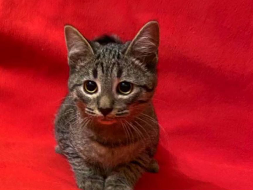 Котенок девочка очень ищет дом, 3 мес