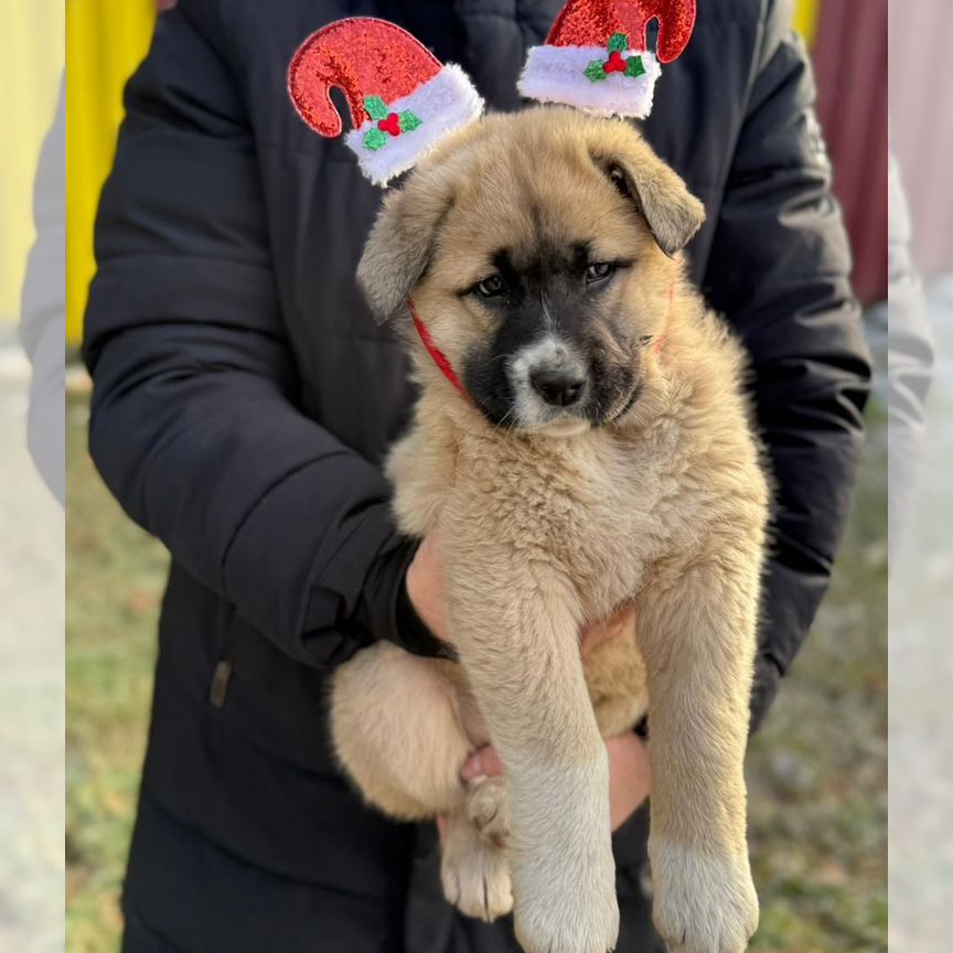 Щенок в добрые руки