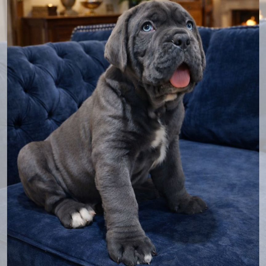 Кане-корсо, щенок