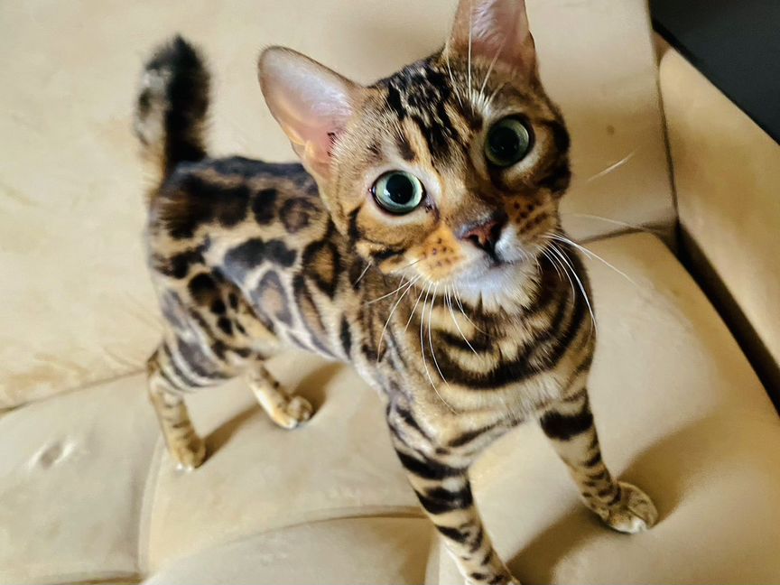 Бенгальская кошка