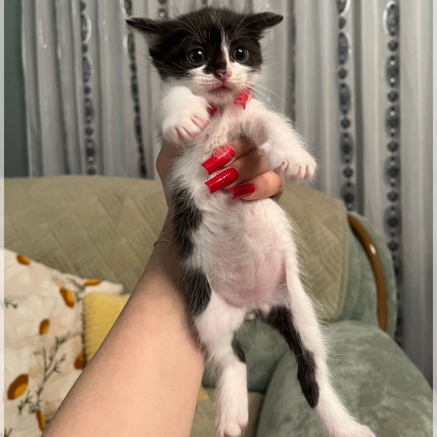 Котёнок в добрые руки