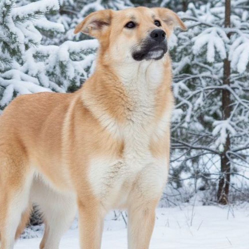 Взрослая собака в добрые руки