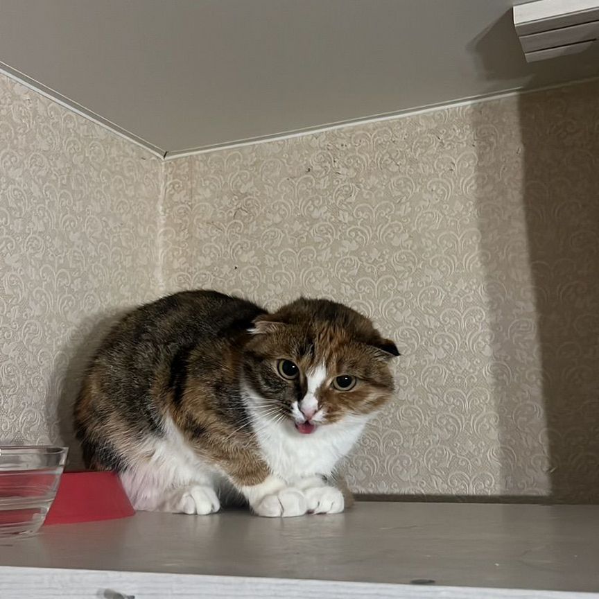 Кошка вислоухая Скотиш Филд