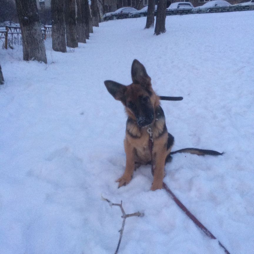 Немецкая овчарка, щенок