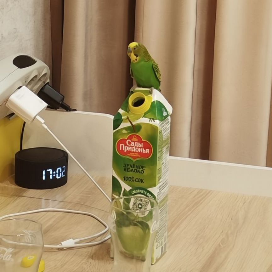 Волнистый попугай с клеткой