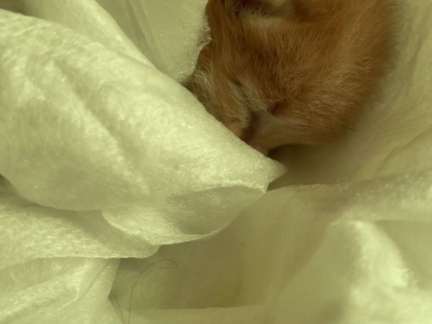 Новорожденный котенок