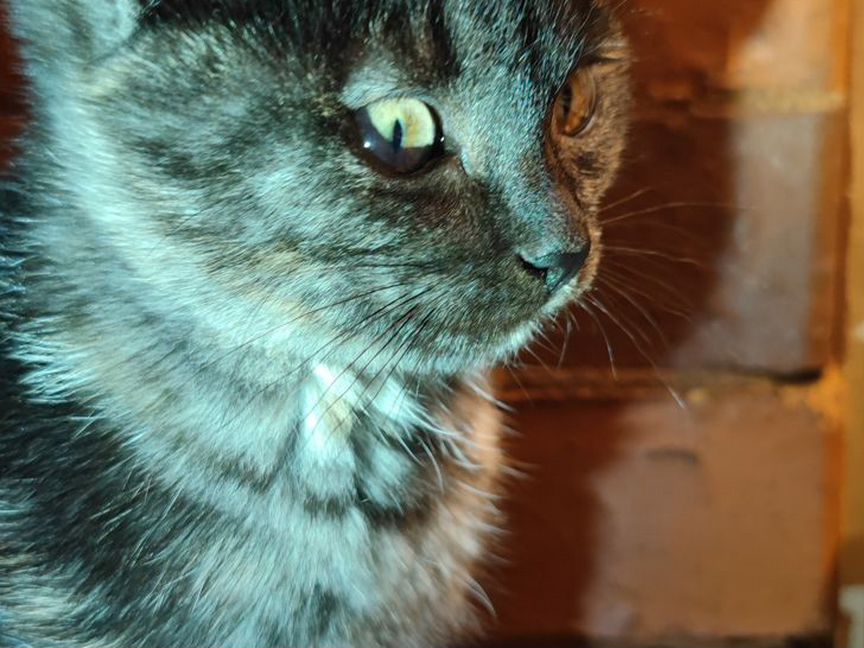 Котенок Котёночек котенок