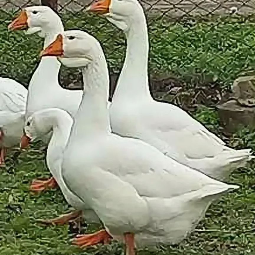 Семья гусей помесь холмлгор Линда,семья индоуток