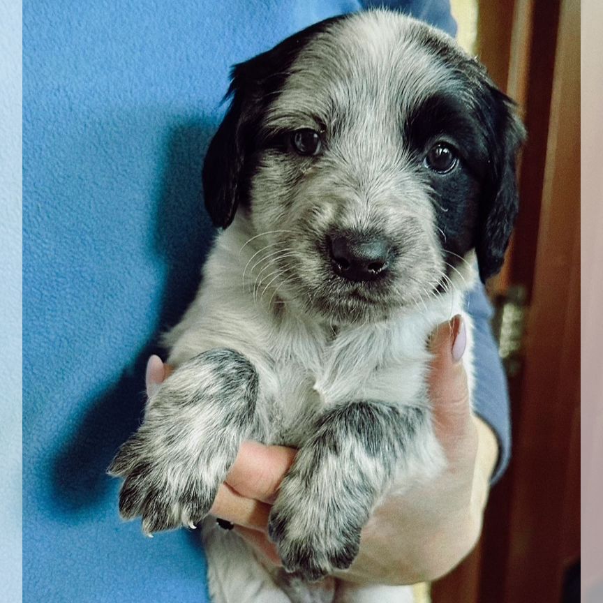 Щенок в добрые руки