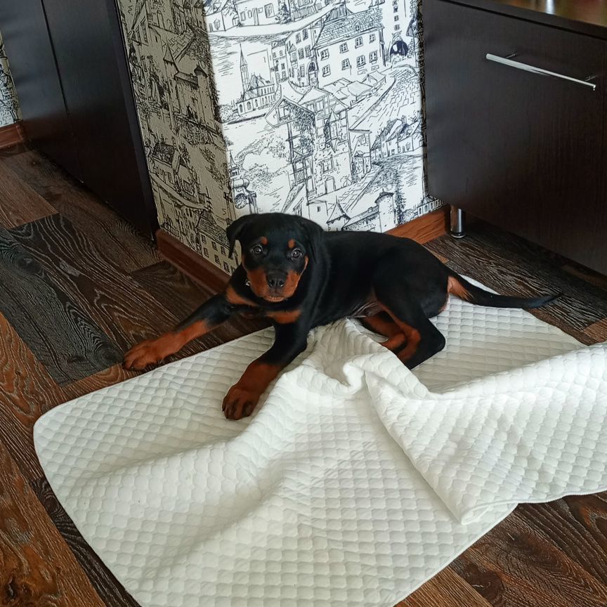 Щенки ротвейлера продажа