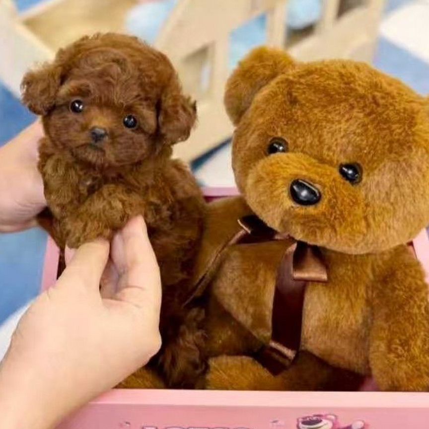 Мальтипу, щенок