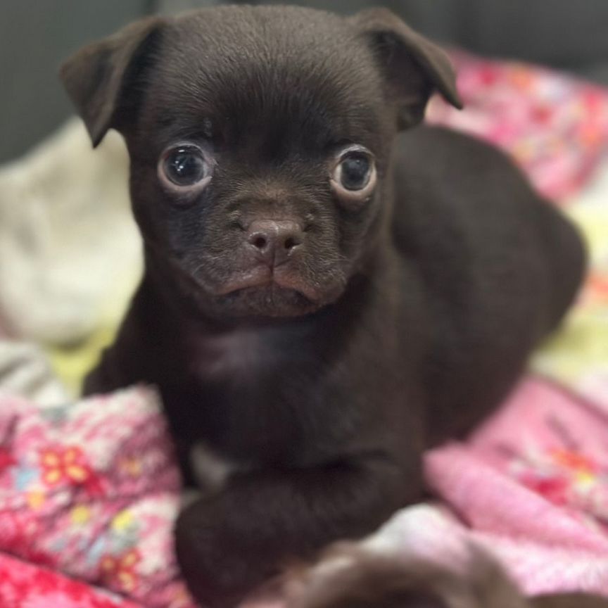 Чихуахуа, щенок