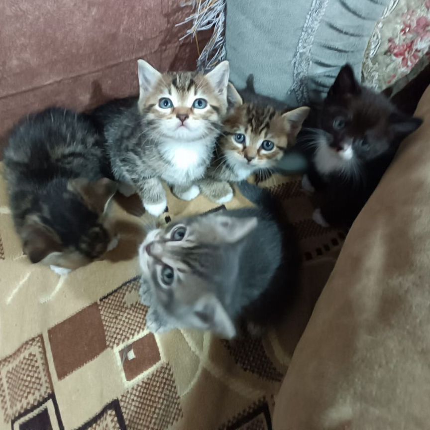 Отдам красивых котят