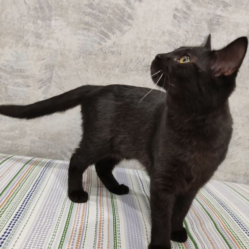 Котенок с приюта 4 мес, мальчик. Спасен