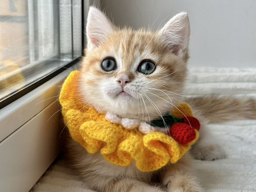 Котик британский золотая шиншилла ny12 24