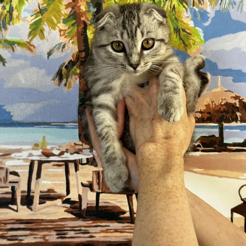 Шотландская вислоухая