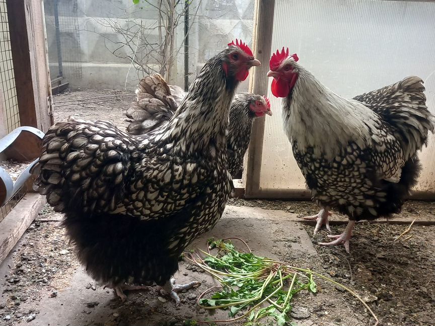 Инкубационное яйцо