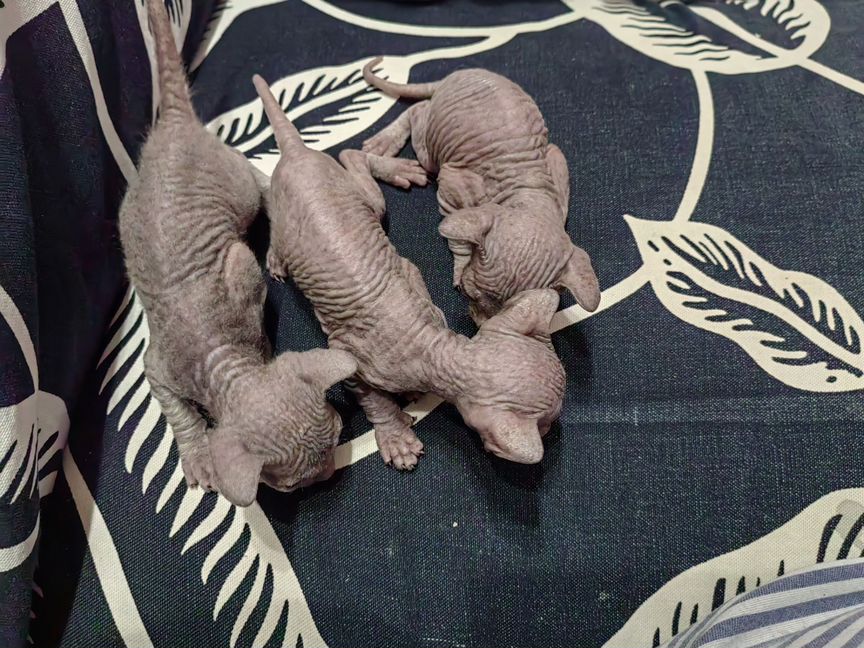 Донской сфинкс котята