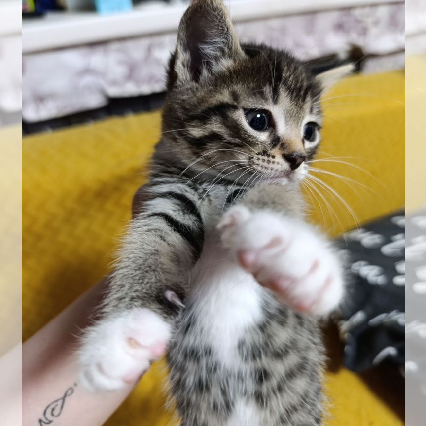 Котята в добрые руки бесплатно мальчик