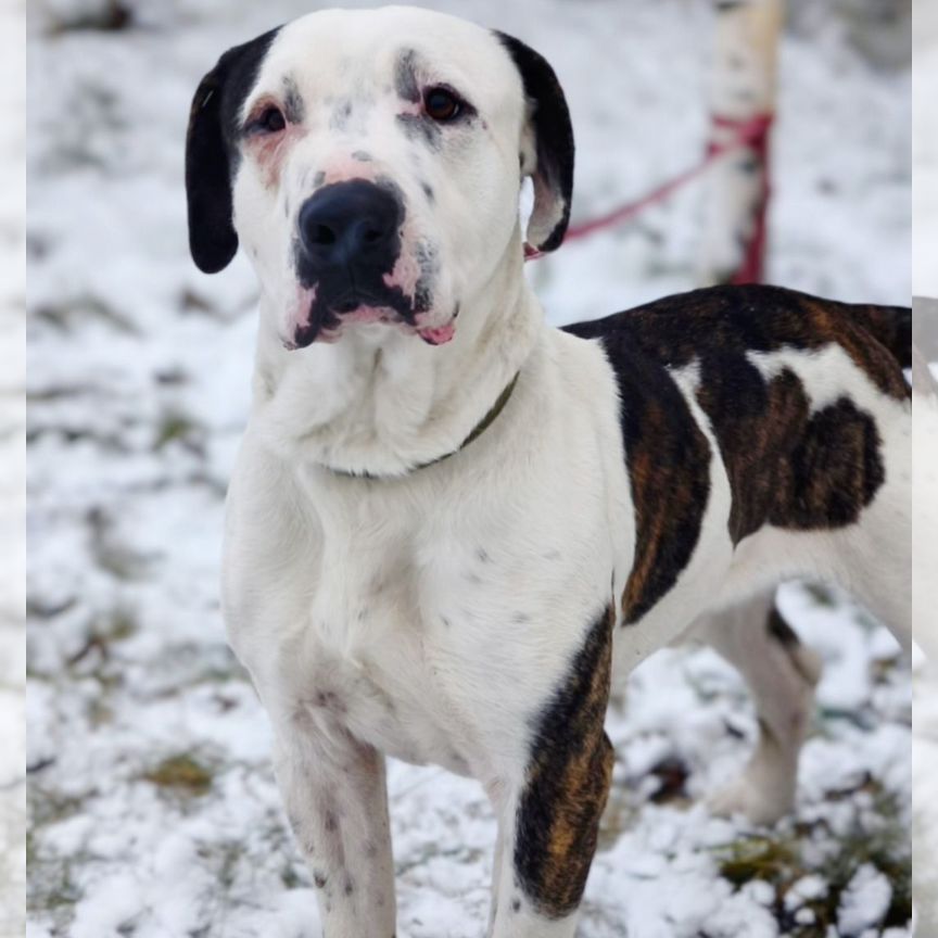 Аргентинский дог, взрослая собака