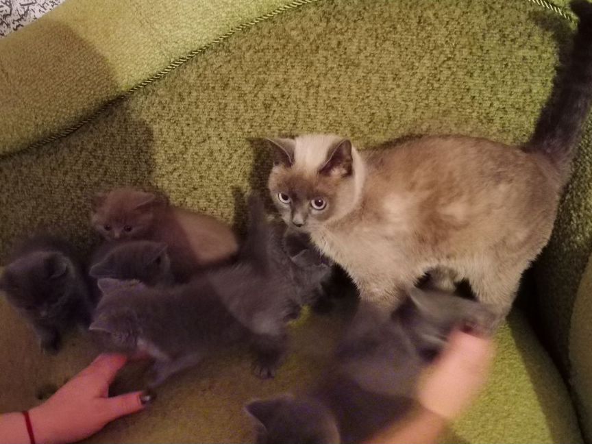 Котята британо-сиамские